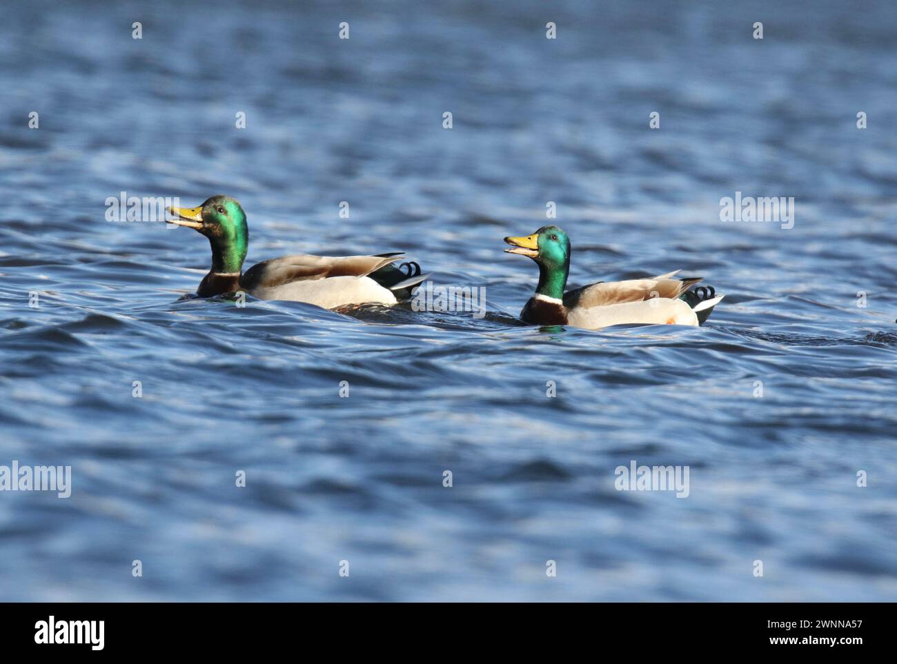 Two mallard ducks Anas platyrhynchos swimming and quacking on blue ...