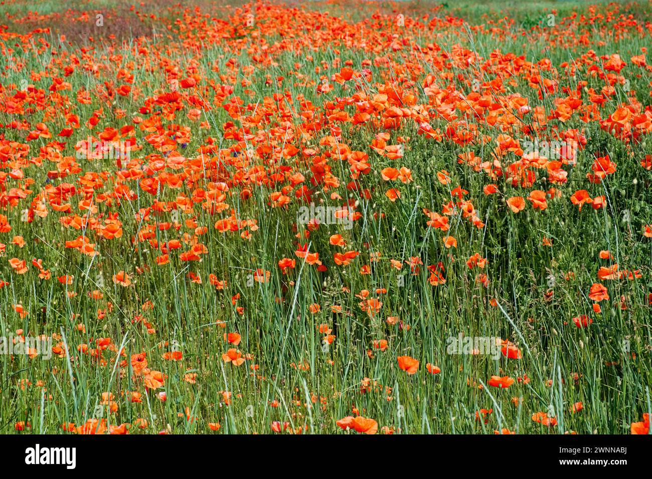 Brightly colored flowers fill the entire landscape Stock Photo - Alamy