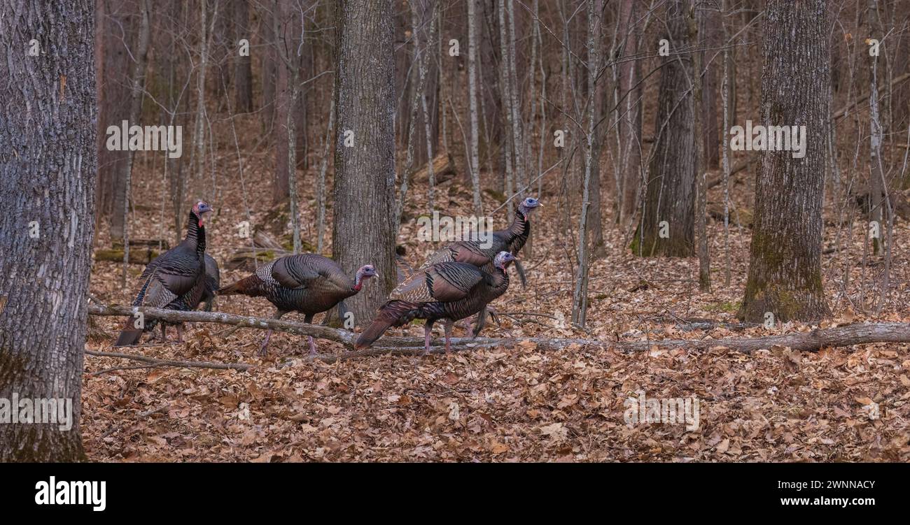 Bachelor group wild turkeys hi-res stock photography and images - Alamy