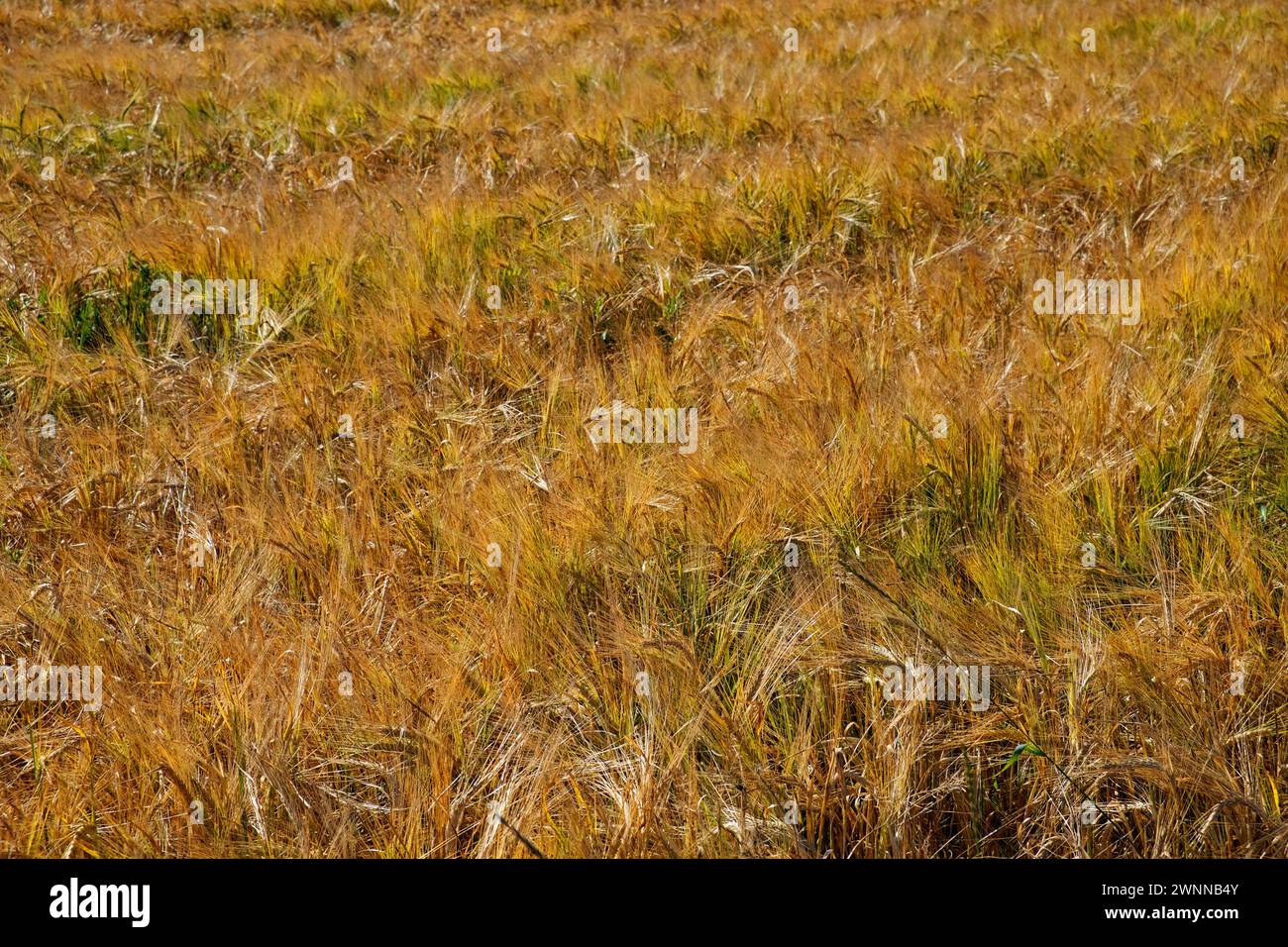 Ripe barley with golden stalks and grains fills the entire frame ...