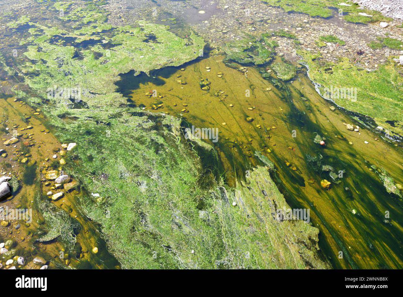 Shallow stream with green algae Stock Photo - Alamy