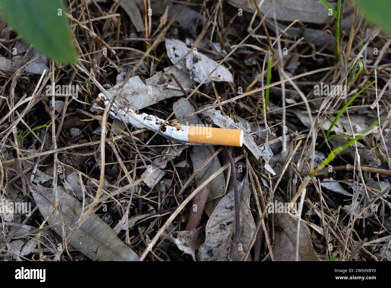 Cigarette polluting the forest. Concept pollution, nature Stock Photo ...