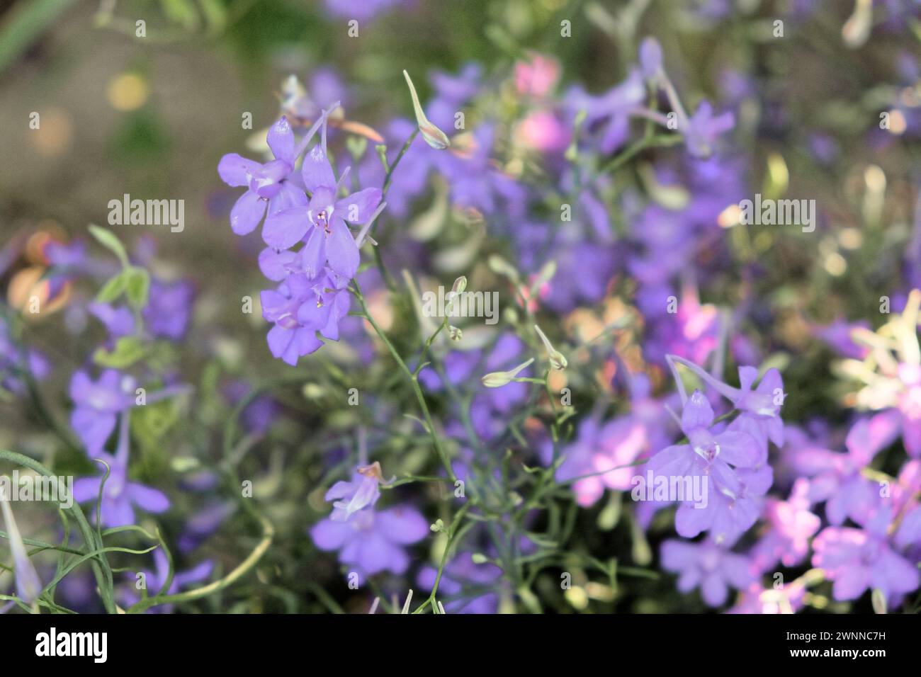 The image captures the delicate nature of purple flowers surrounded by ...