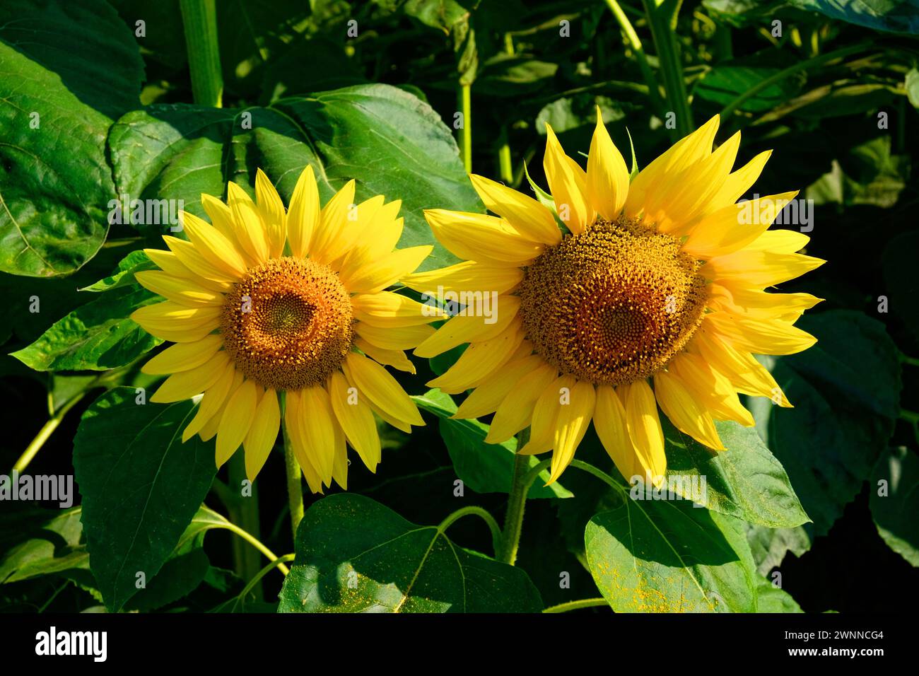 Sunlit sunflowers with vibrant petals and detailed centers stand out ...
