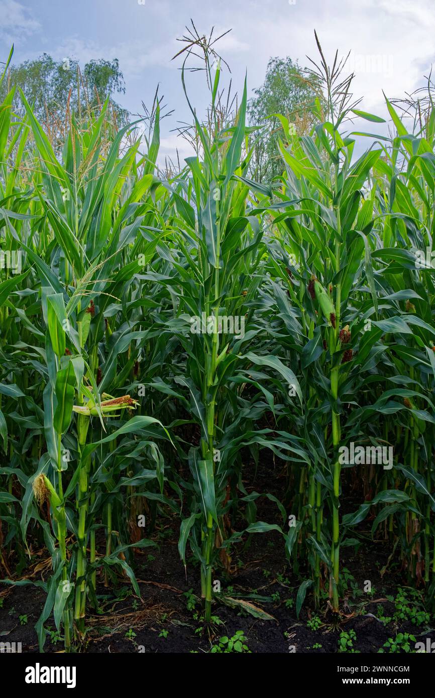 Green corn stalks growing in rich brown soil Stock Photo - Alamy