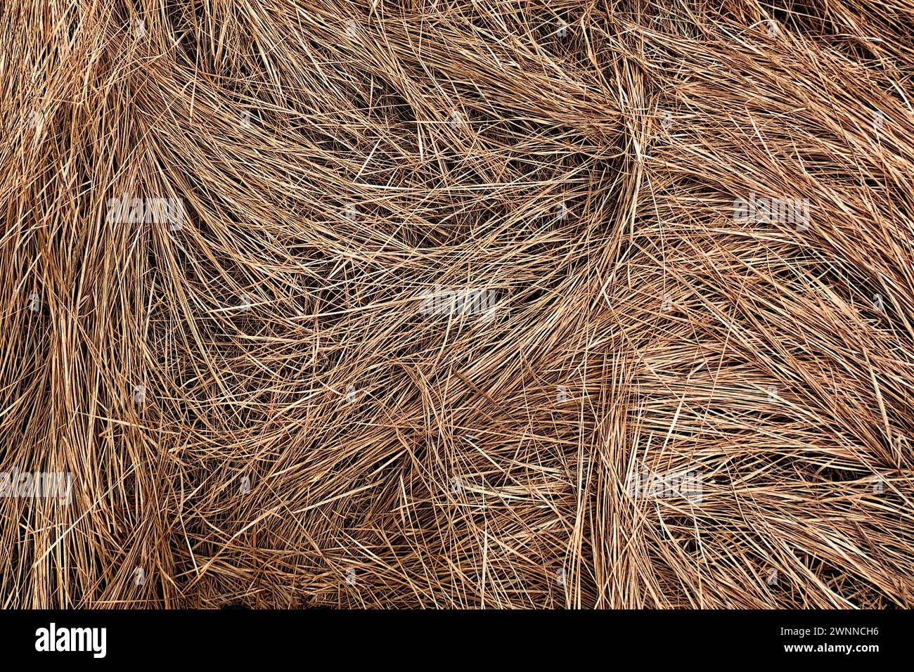 The image displays a dense collection of dry, brown grass strands ...