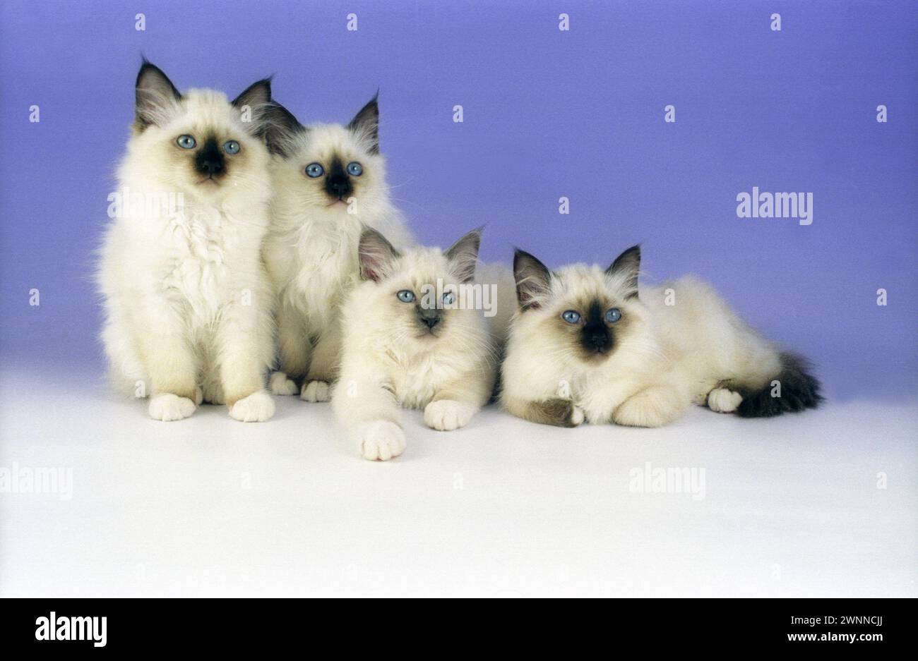 Birman breed hi-res stock photography and images - Alamy