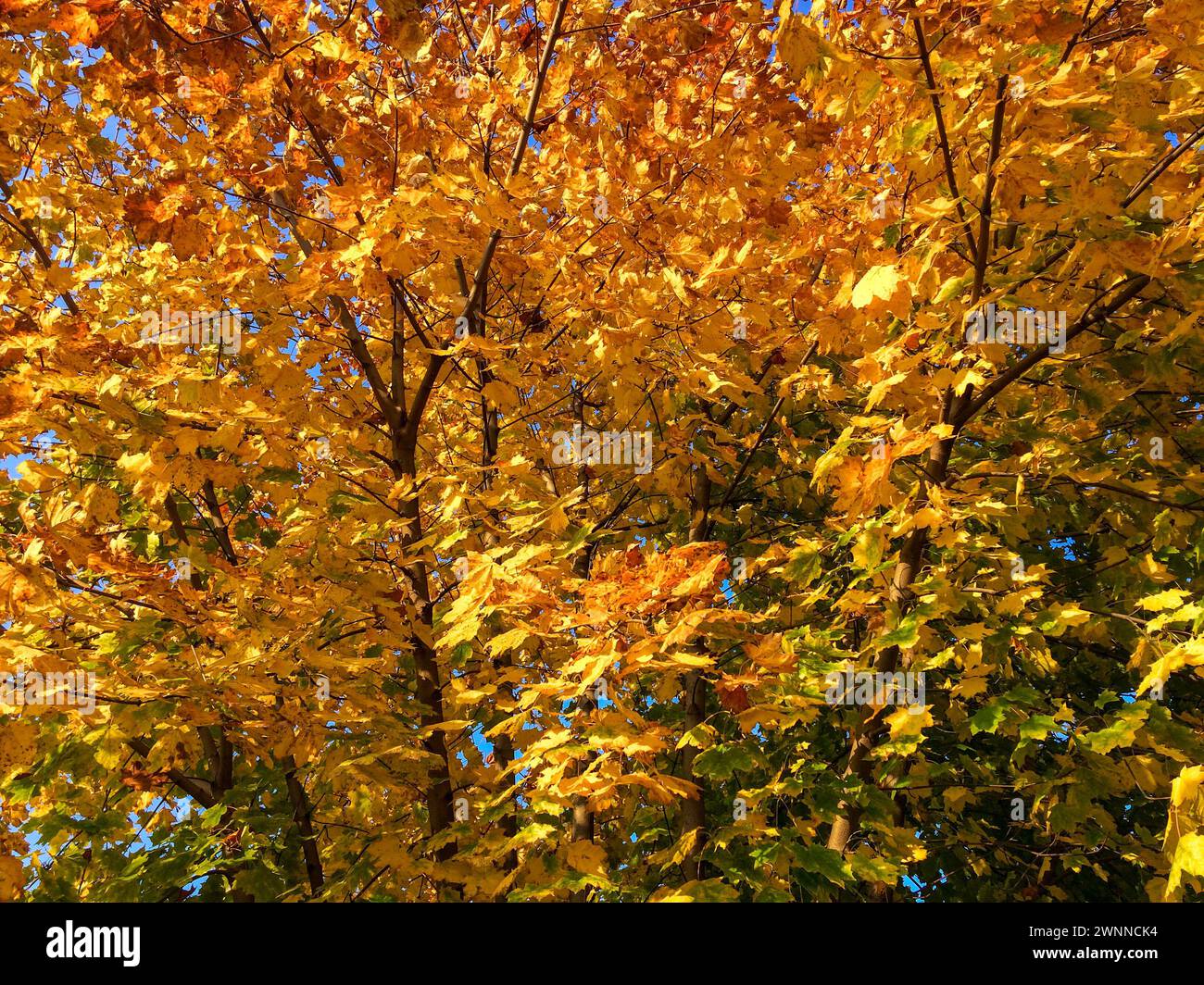 The image captures a tree with leaves transitioning from green to ...