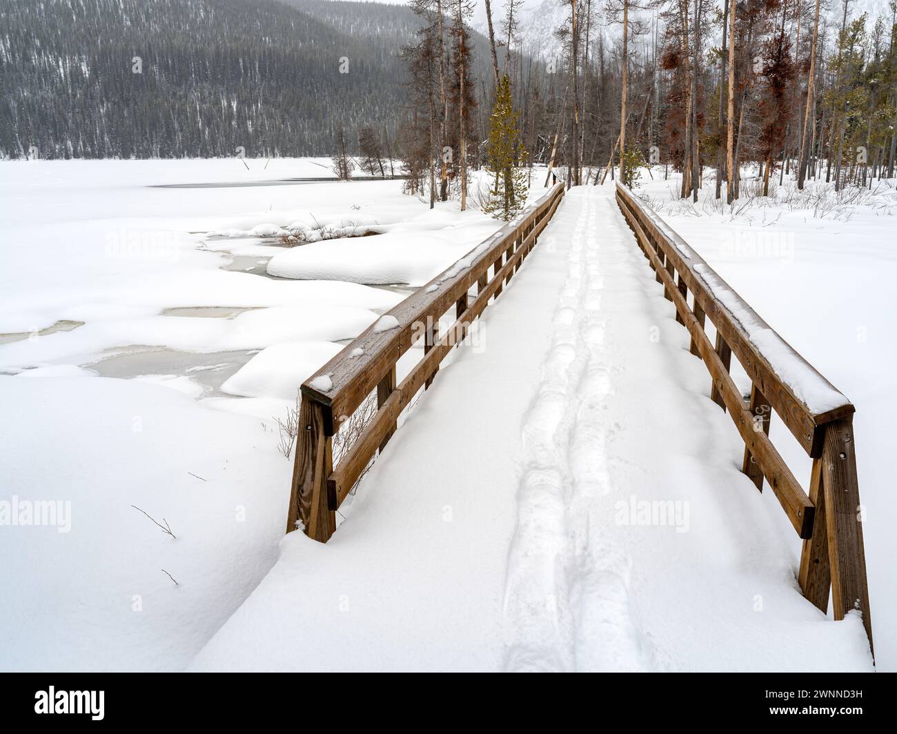 Snowshoe tracks hi-res stock photography and images - Alamy