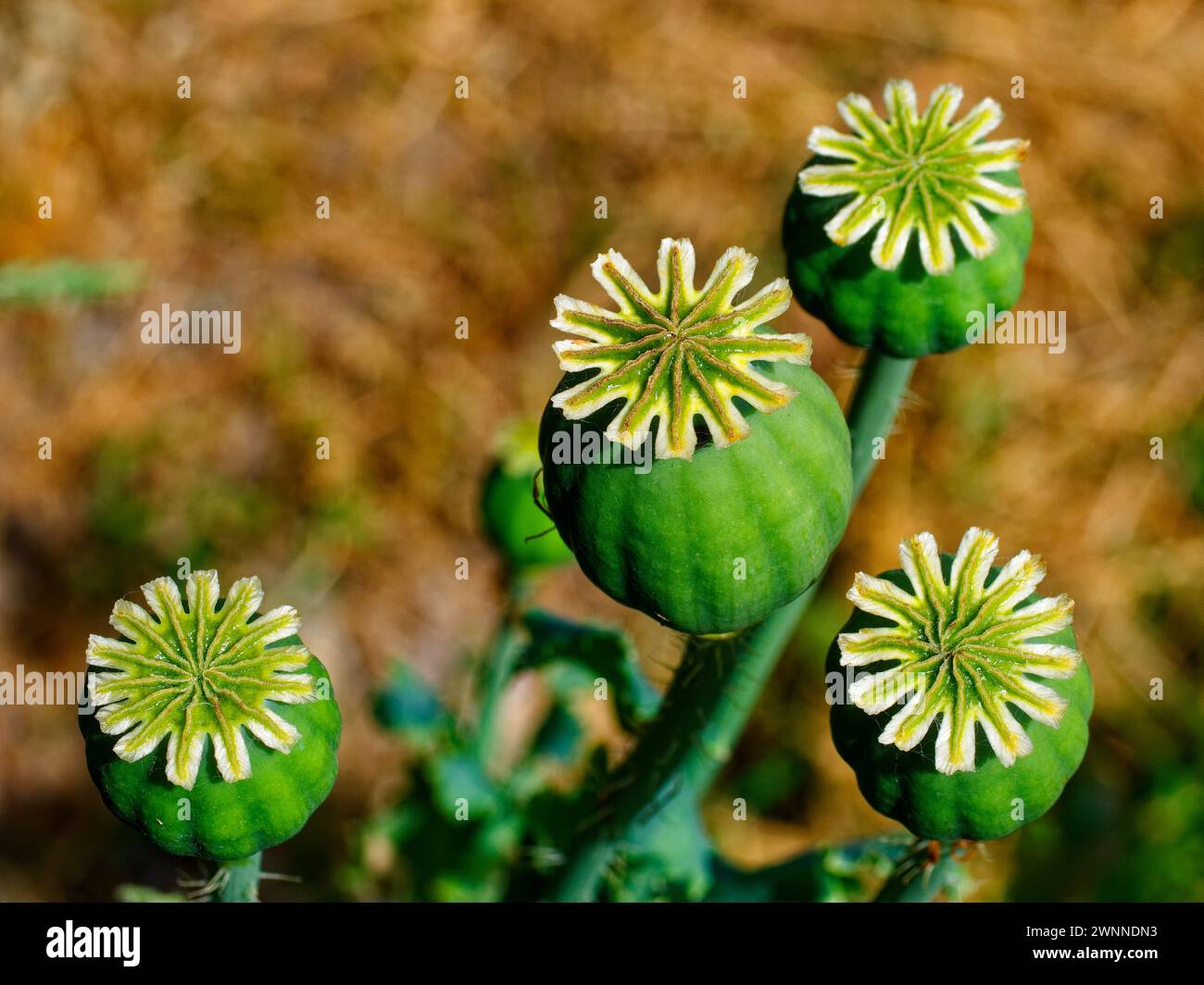 Poppy seed pods hi-res stock photography and images - Alamy