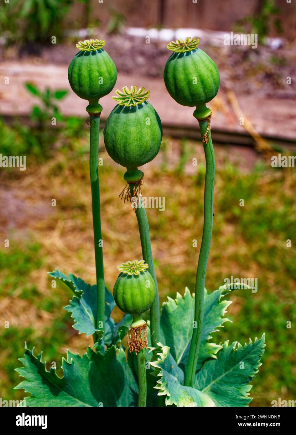 Poppy seed pods hi-res stock photography and images - Alamy