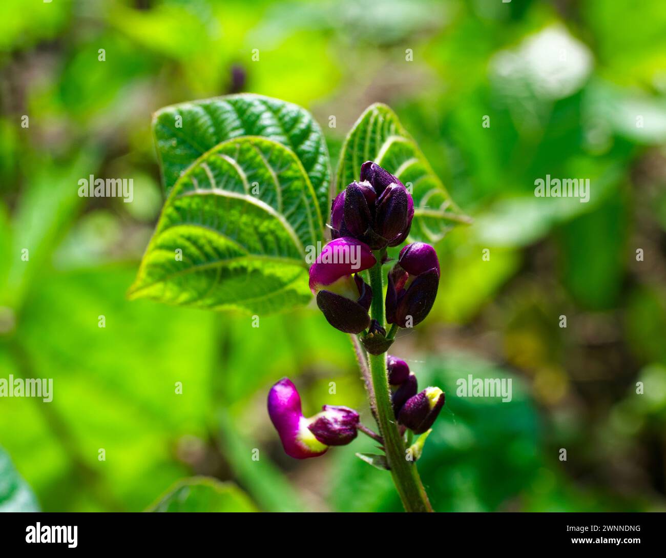 Purple flower buds are ready to bloom, surrounded by vibrant green ...
