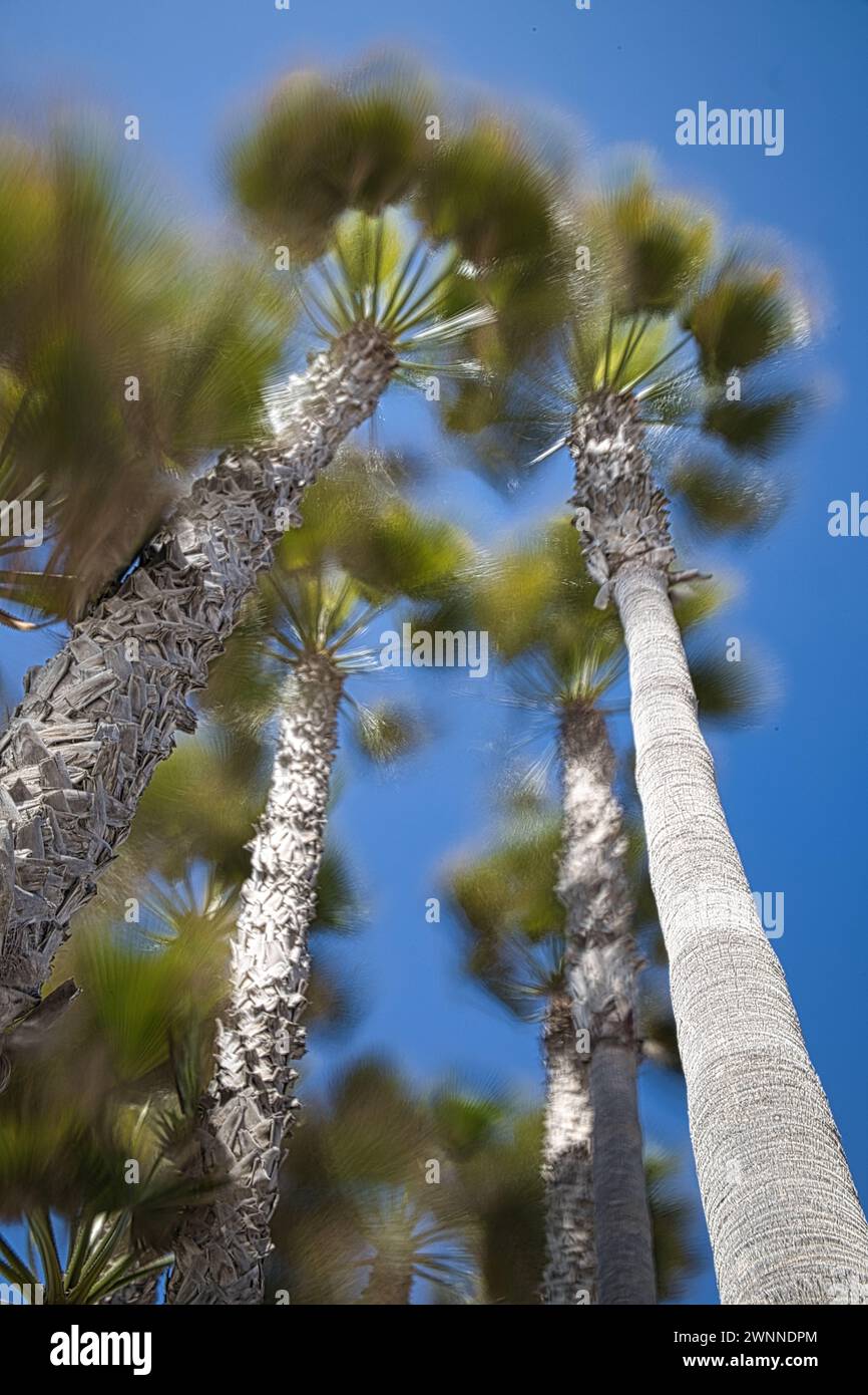 Palm trees waving in the wind Stock Photo - Alamy