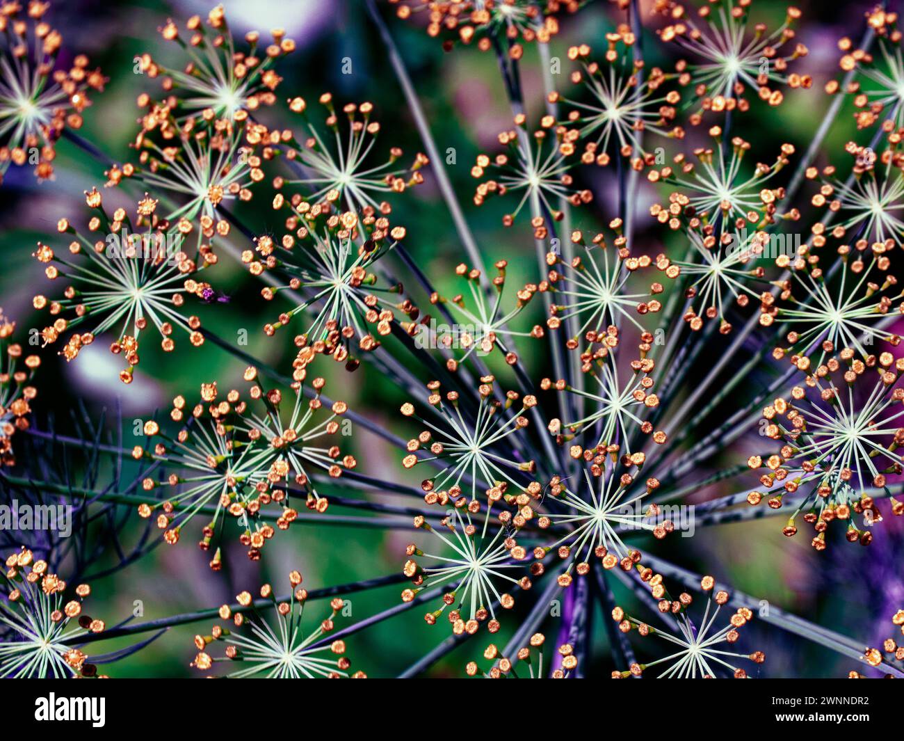 Array of flower stems hi-res stock photography and images - Alamy