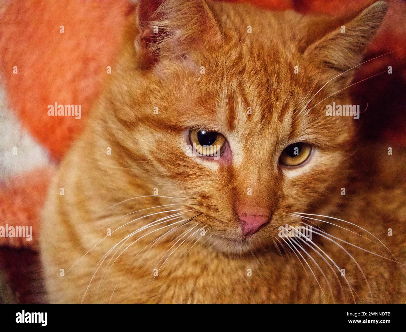 A close-up of a ginger cat’s face, focusing on its green eye, with the ...