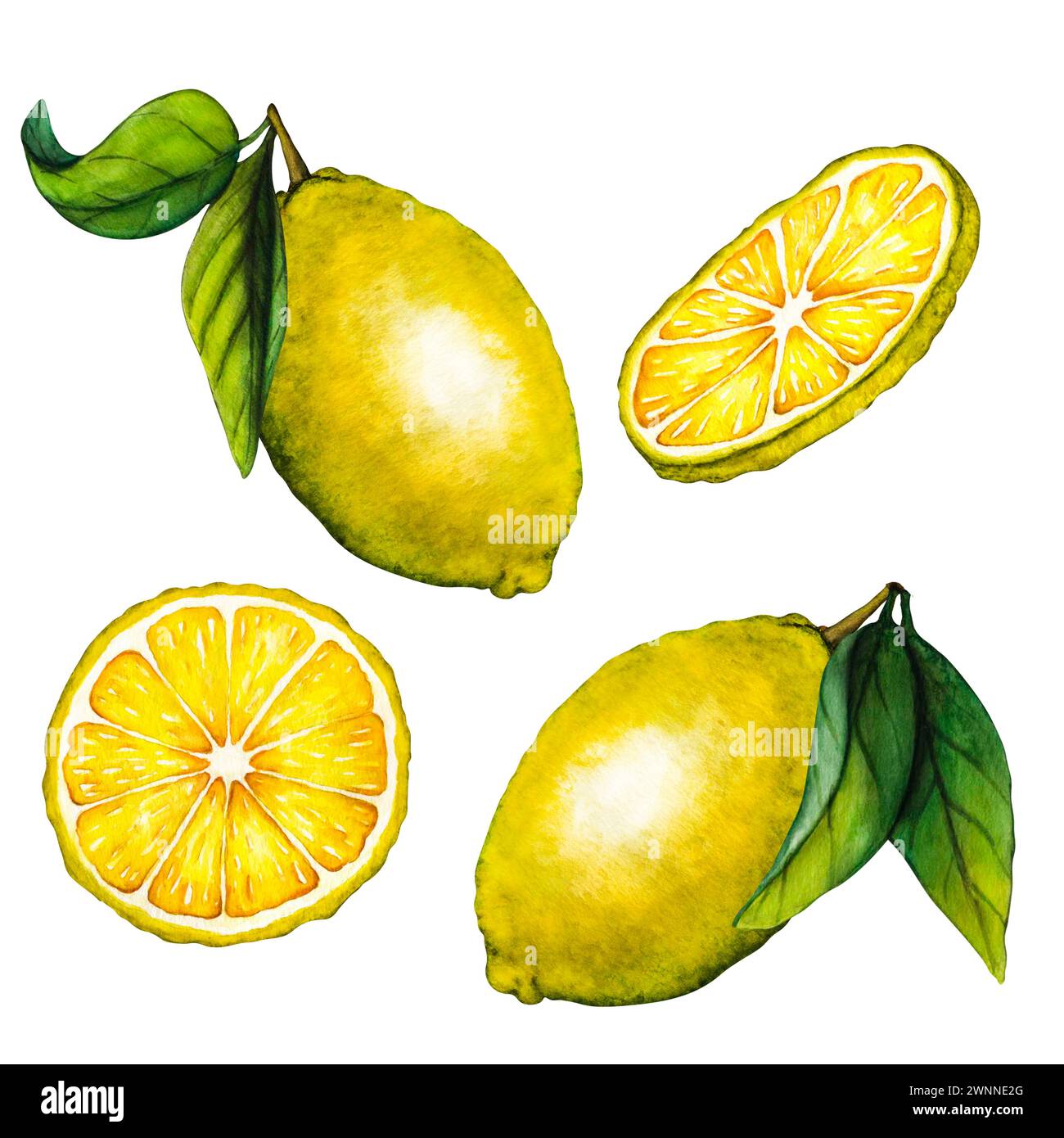 Whole yellow lemon and half a lemon, watercolor hand-drawn drawing of a ...