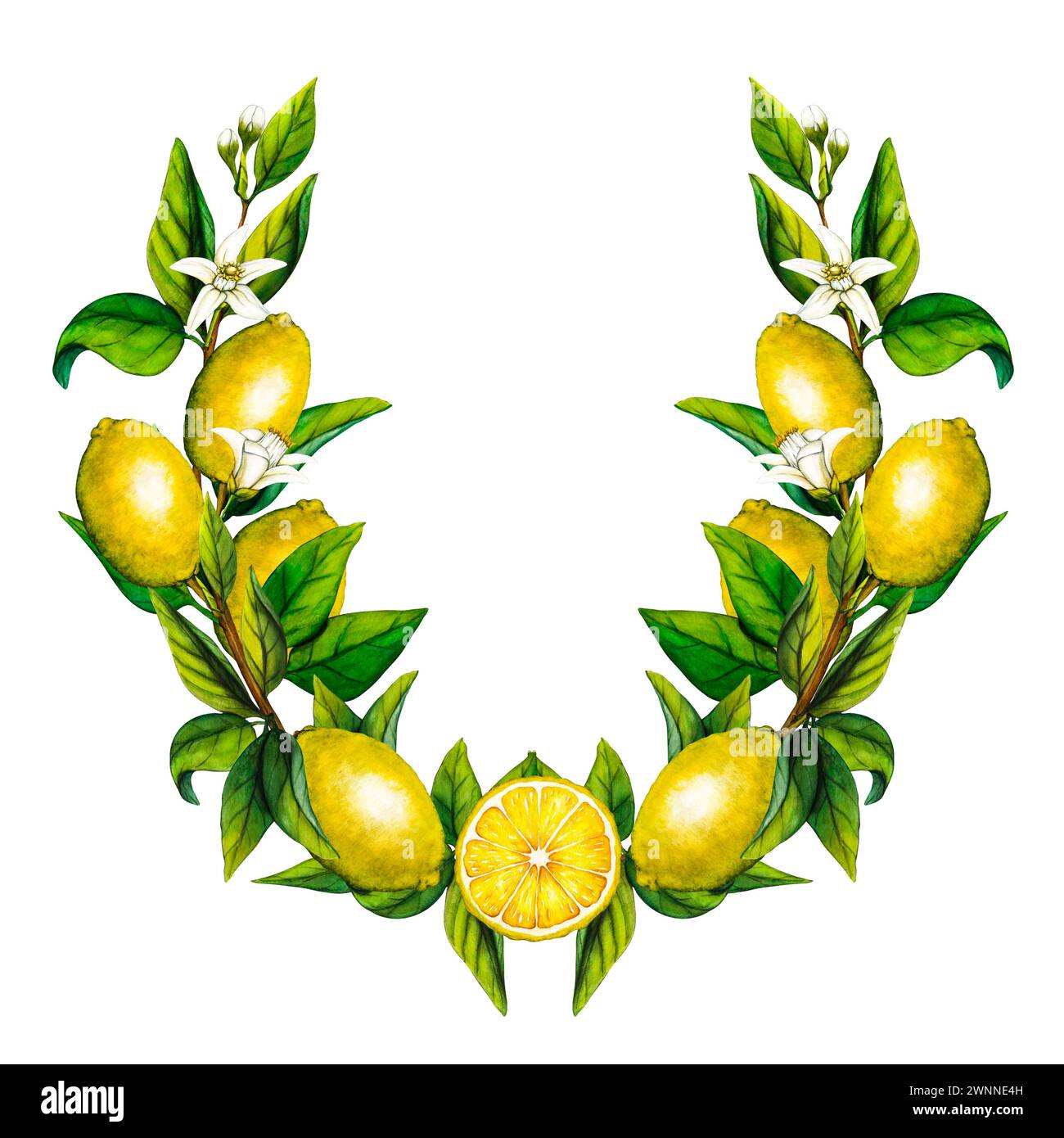 Watercolor lemon tree branch with flowers isolated on white background ...