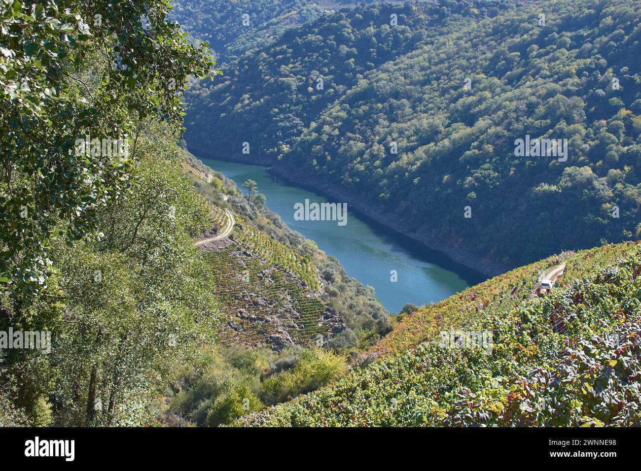 Viewpoint to the terraces of the Sil Canyons in the Ribeira Sacra where ...
