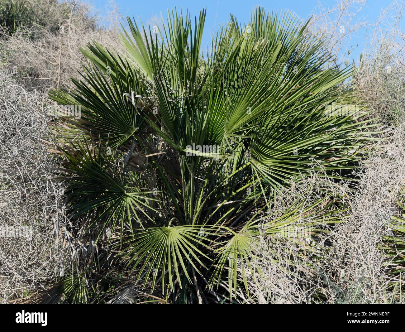 European fan palm, Chamaerops humilis on nature in Málaga, southern ...