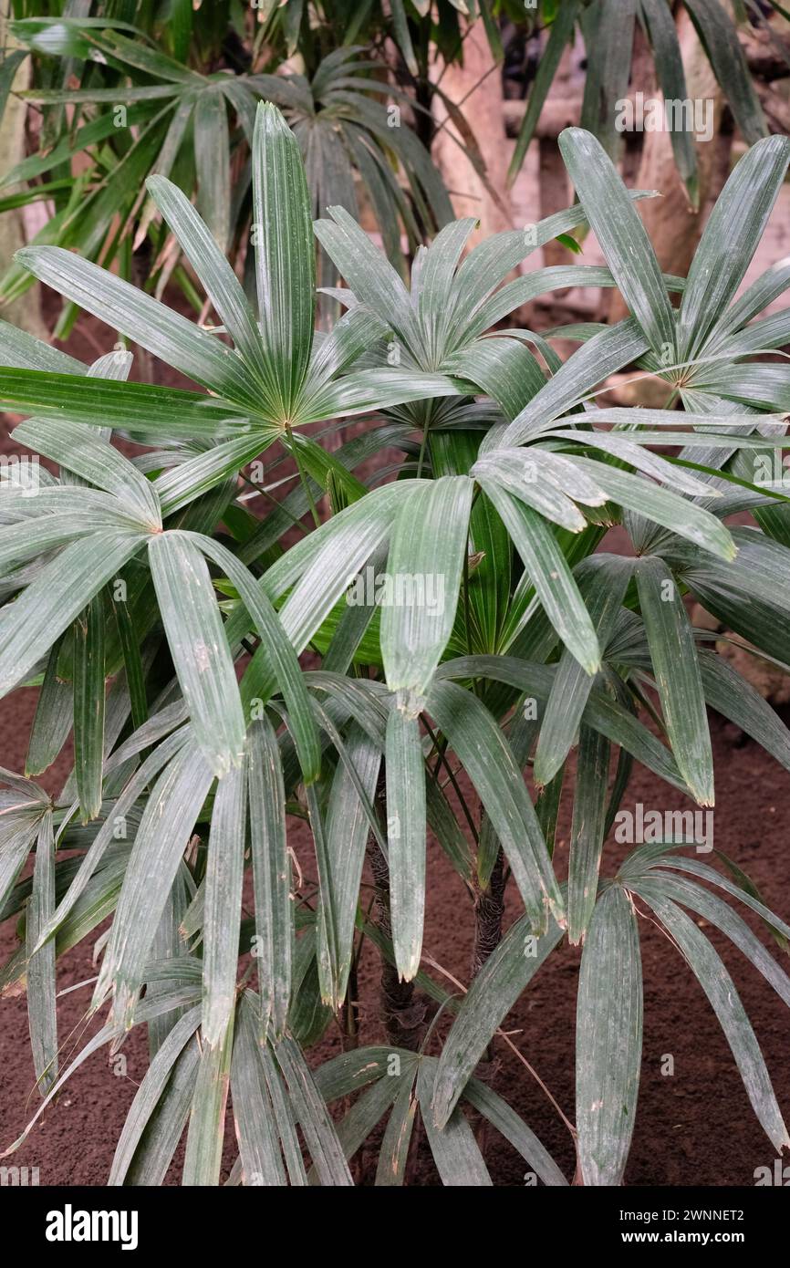 Rhapis excelsa, also known as broadleaf lady palm or bamboo palm Stock ...