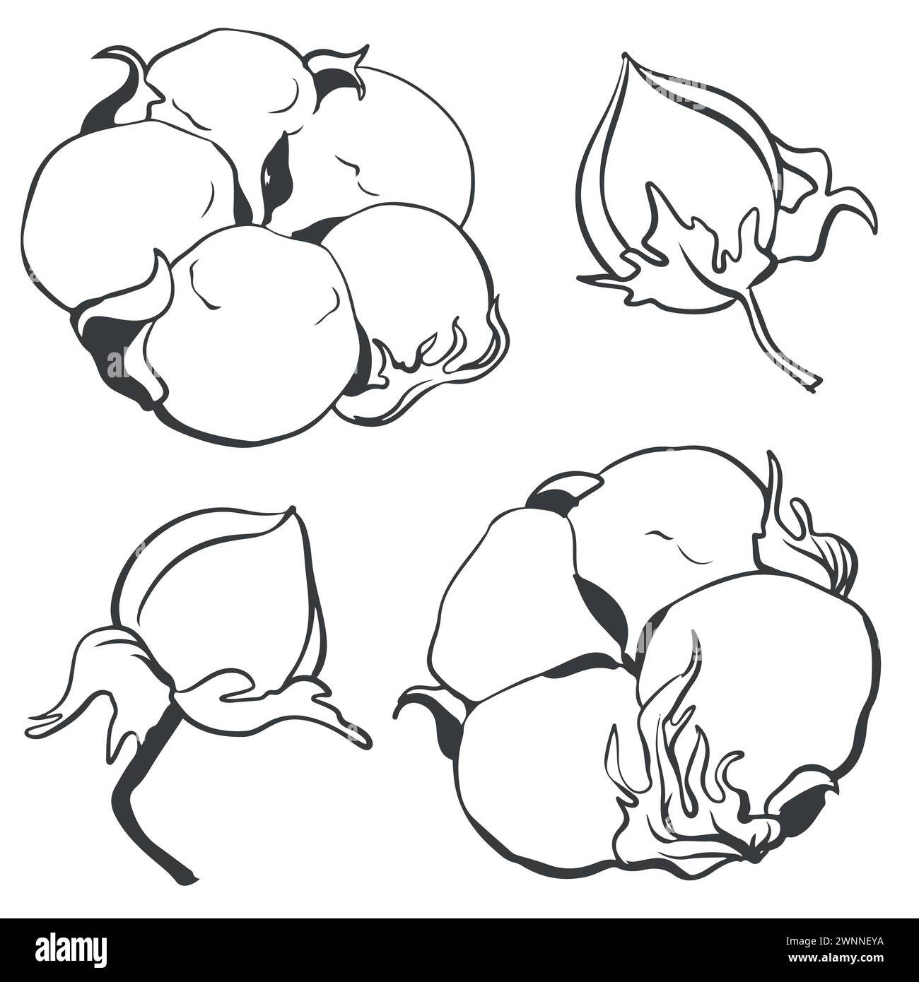 Hand drawn vector cotton flower set. Simple vector line sketch on white ...