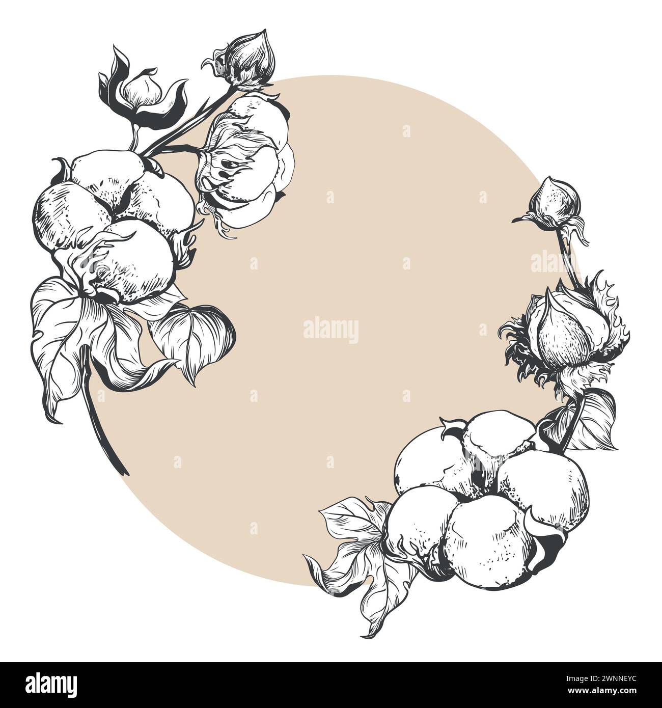 Hand drawn vector cotton branch. Cotton seeds in vintage style with ...