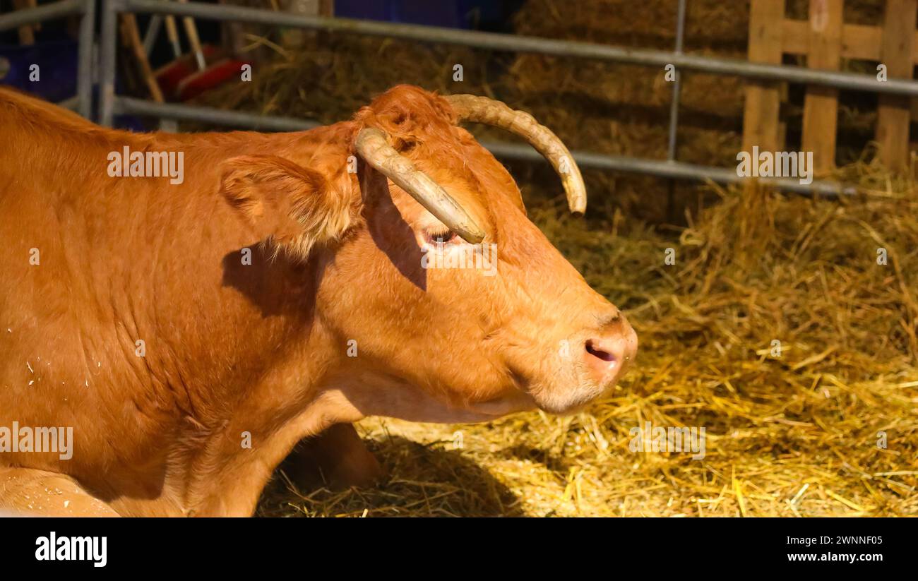 Brown cow with long curved horns rests on the straw in the stable on ...