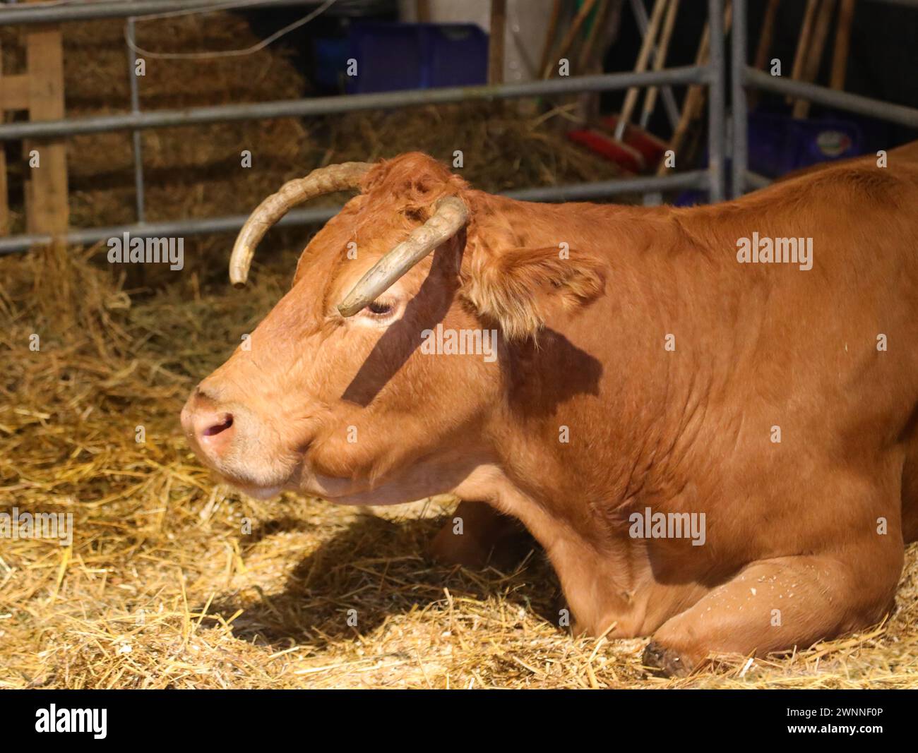 Brown cow with curved horns rests on the straw in the stable on the ...