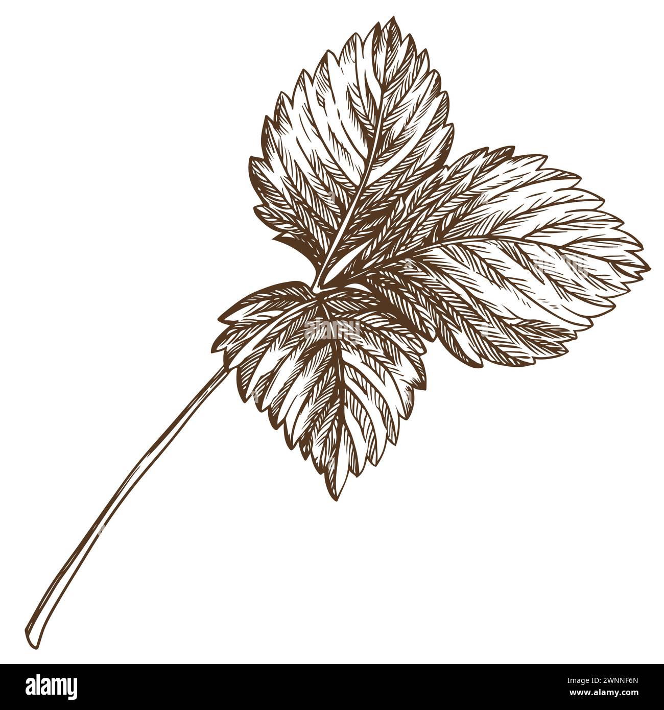 Strawberry leaf using engraving technique. Hand drawn botanical ink ...