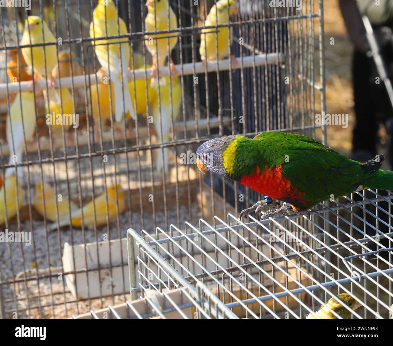 yellow canaries inside the cage and a colorful Ara parrot with a blue ...