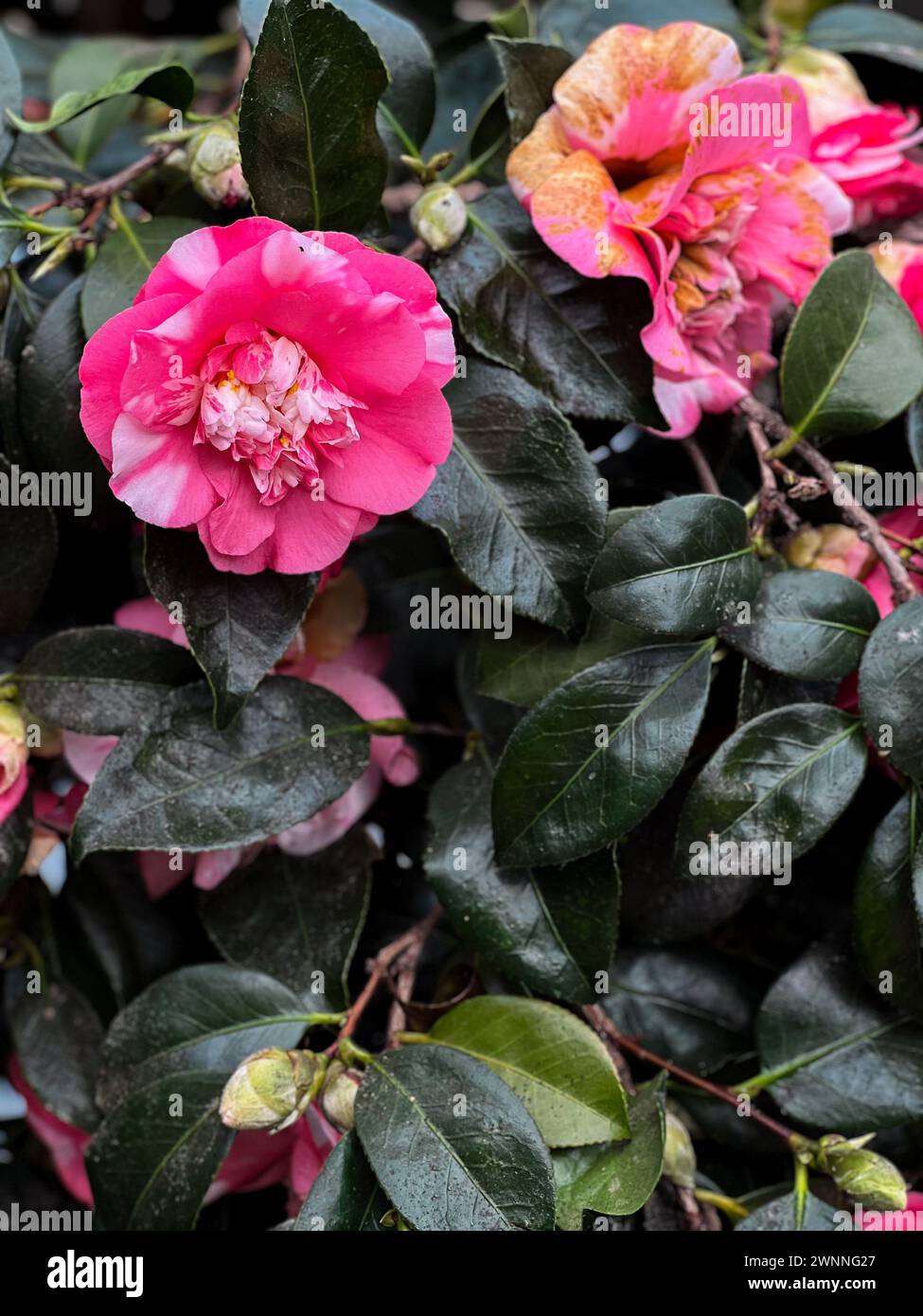 Close up of pink flowers of a camellia japonica shrub Stock Photo - Alamy