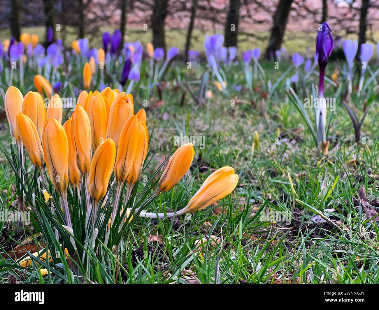 Beautiful yellow crocus flowers growing on the ground in spring Stock ...