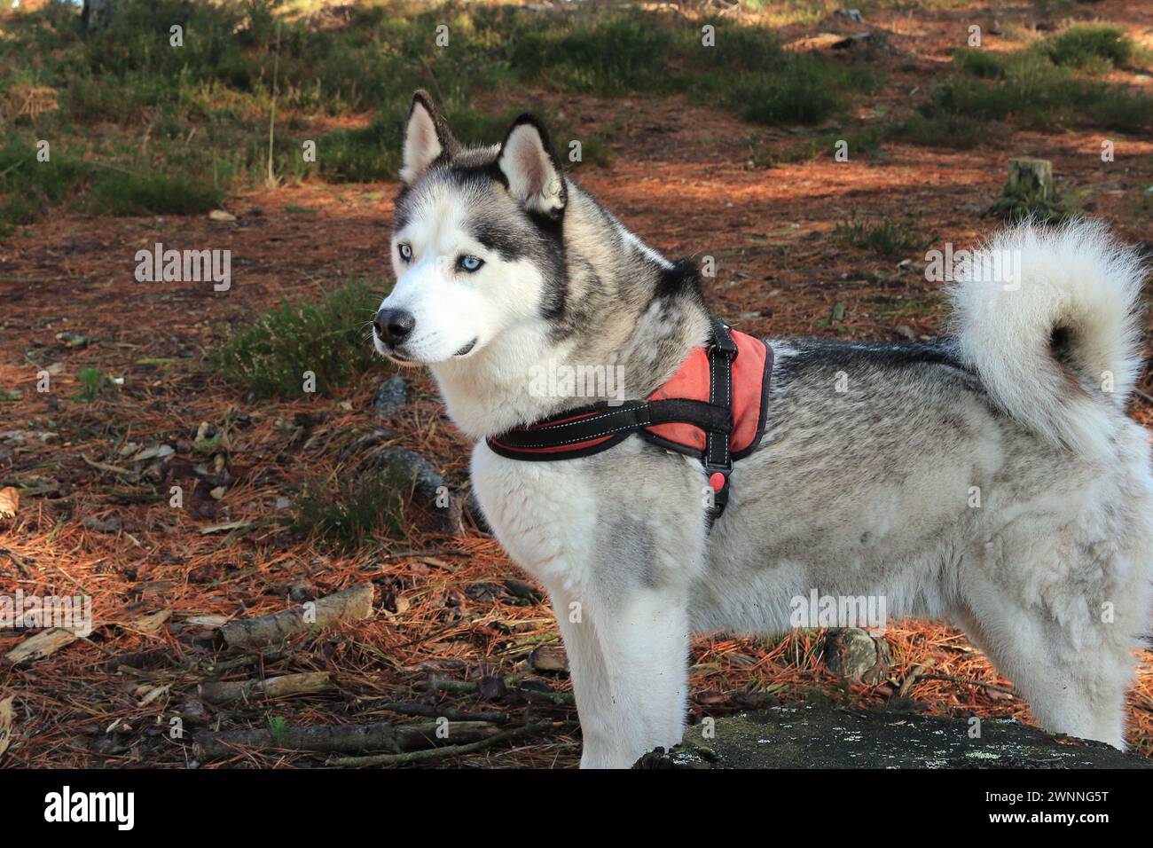 Siberian Husky. Dog off lead walk in Wareham Forest. Alert, happy dog ...