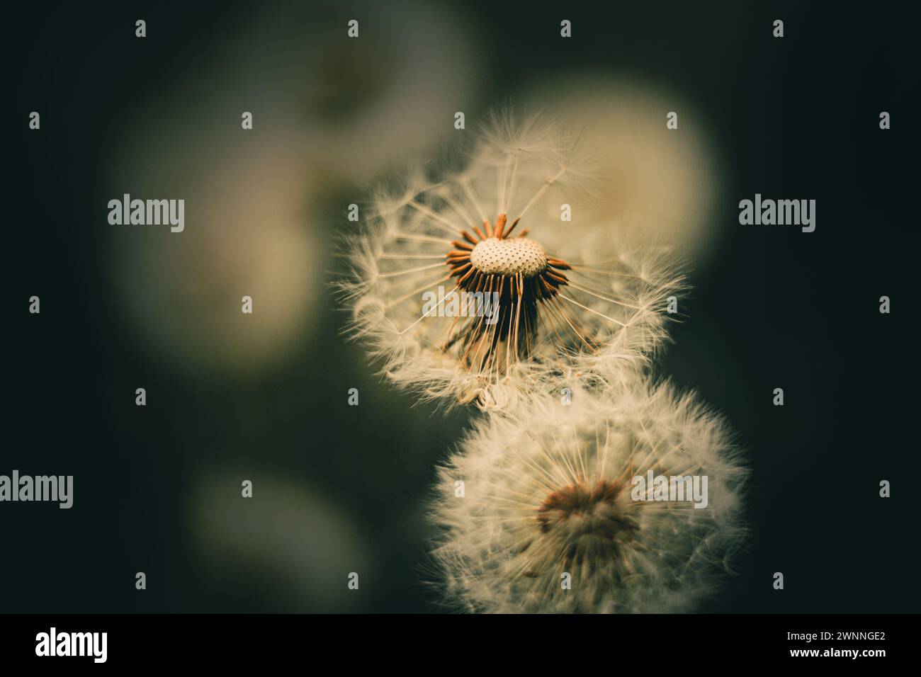 Beautiful dandelions, from which the wind blows the white fluff away in ...
