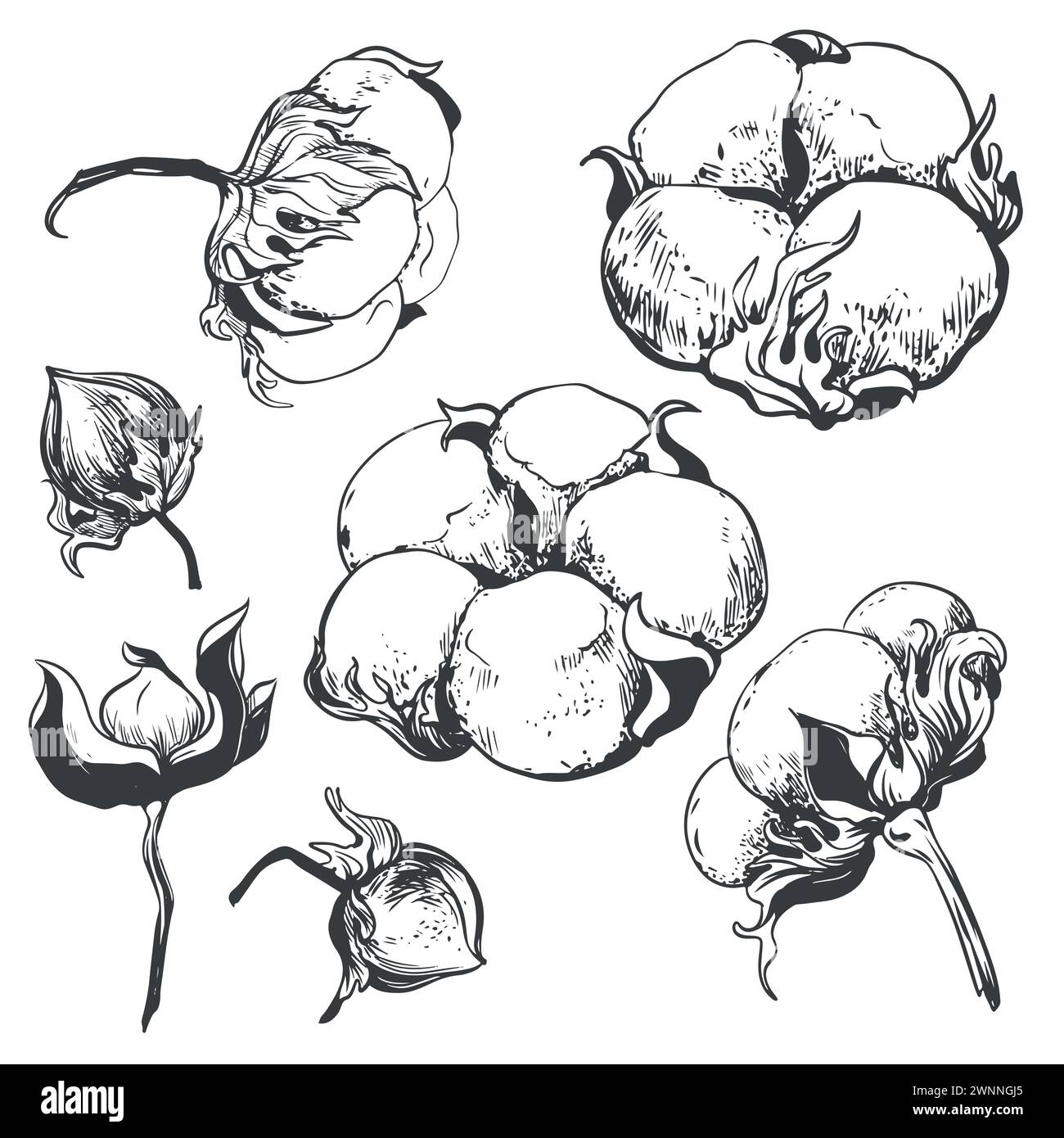 Hand drawn vector cotton flower set. Cotton seeds in vintage style with ...