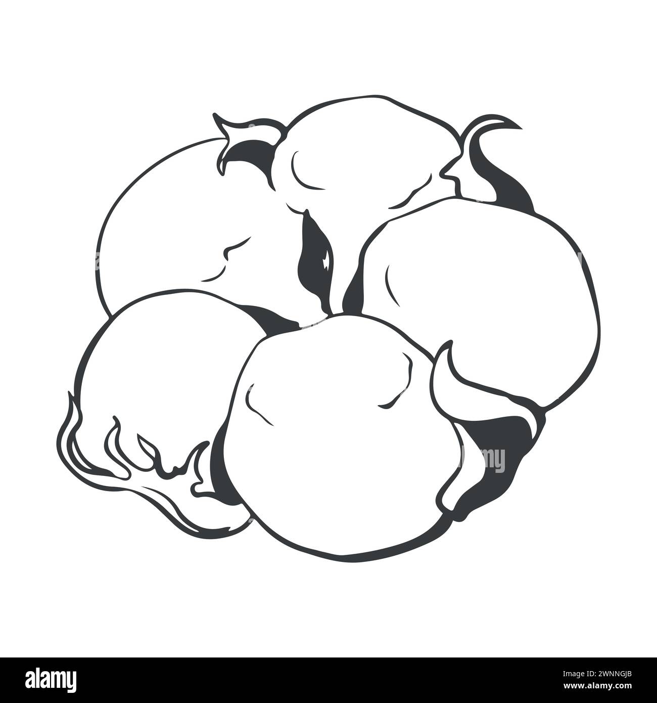 Hand drawn vector cotton flower. Simple vector line sketch on white ...