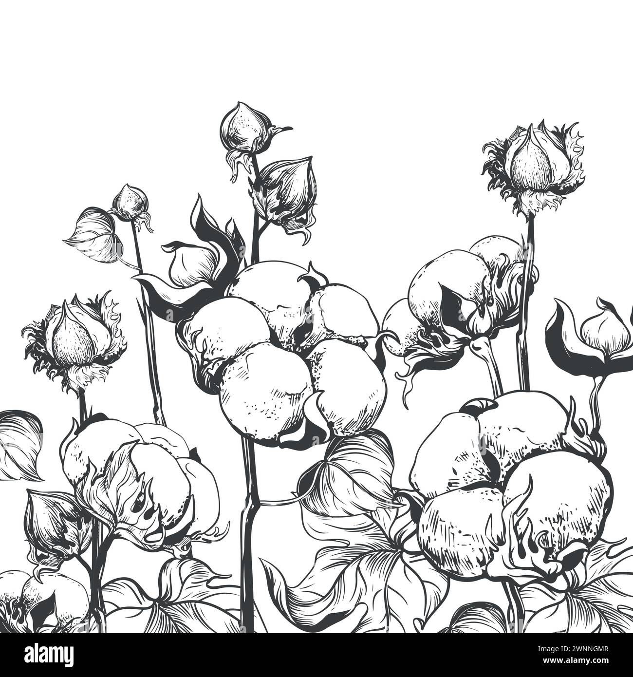 Cotton plant drawing hi-res stock photography and images - Alamy