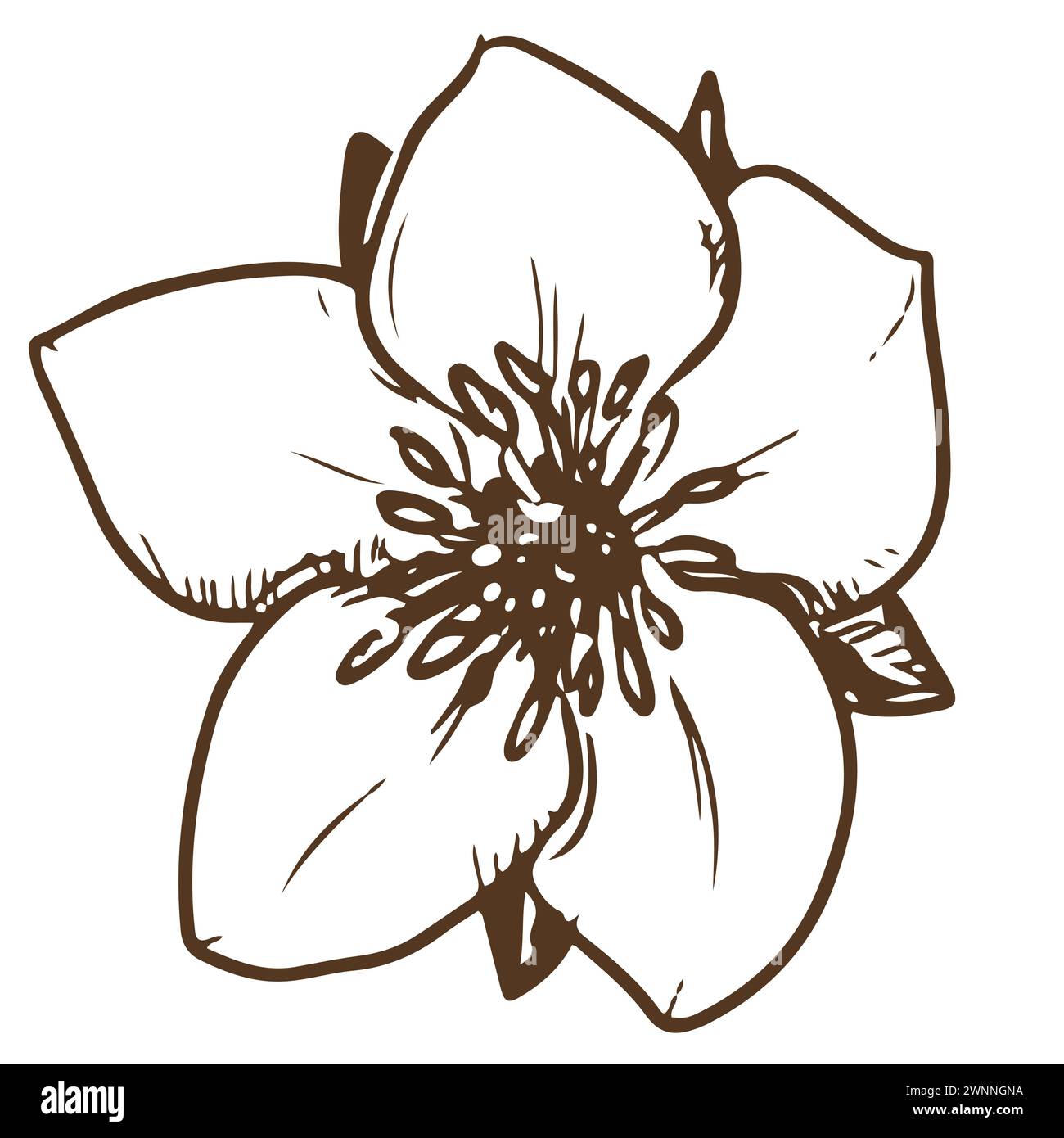 Hand drawn vector flower. Botanical detailed illustration of a ...