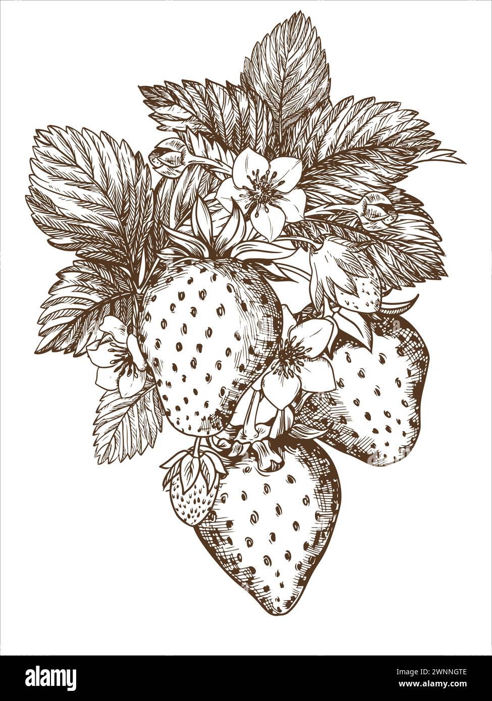 Sketch of a strawberry bush. Berries, flowers, branches and leaves on a ...