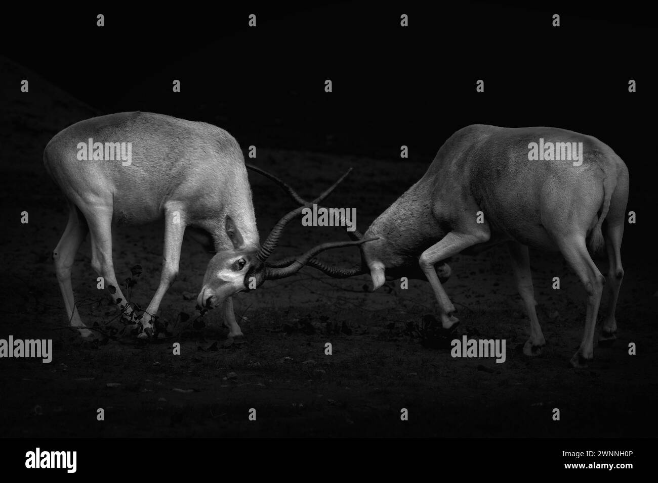 Black and white photograph showing two antelopes fighting in a pasture ...