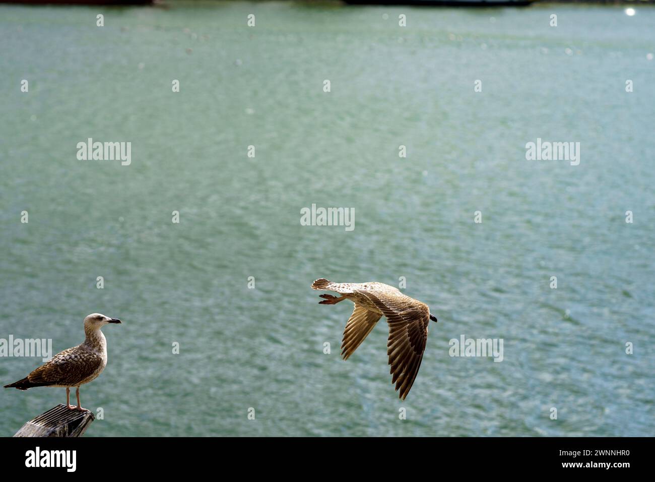 Larus michahellis Family Laridae Genus Larus Yellow-legged gull wild ...