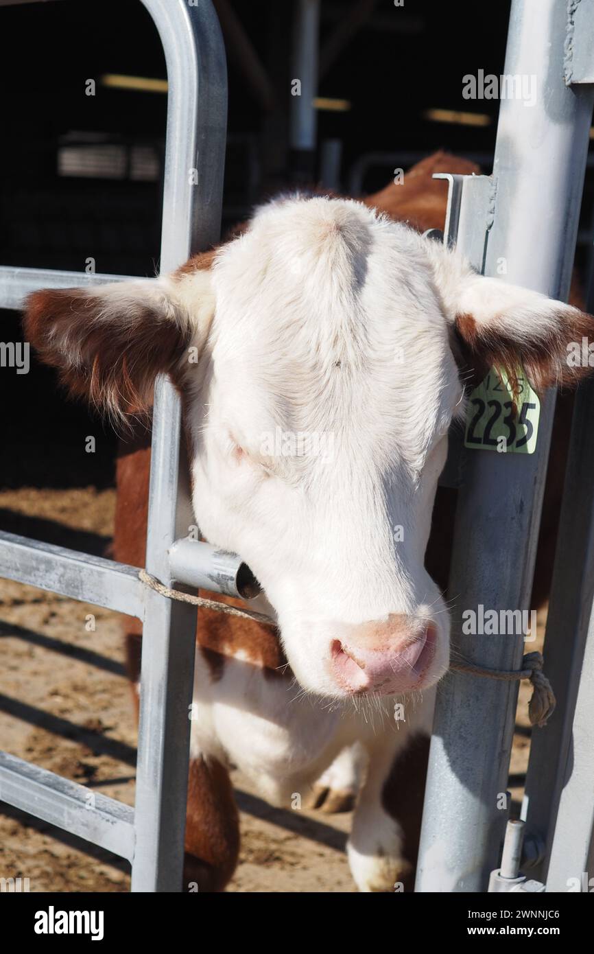 Scary cows hi-res stock photography and images - Alamy