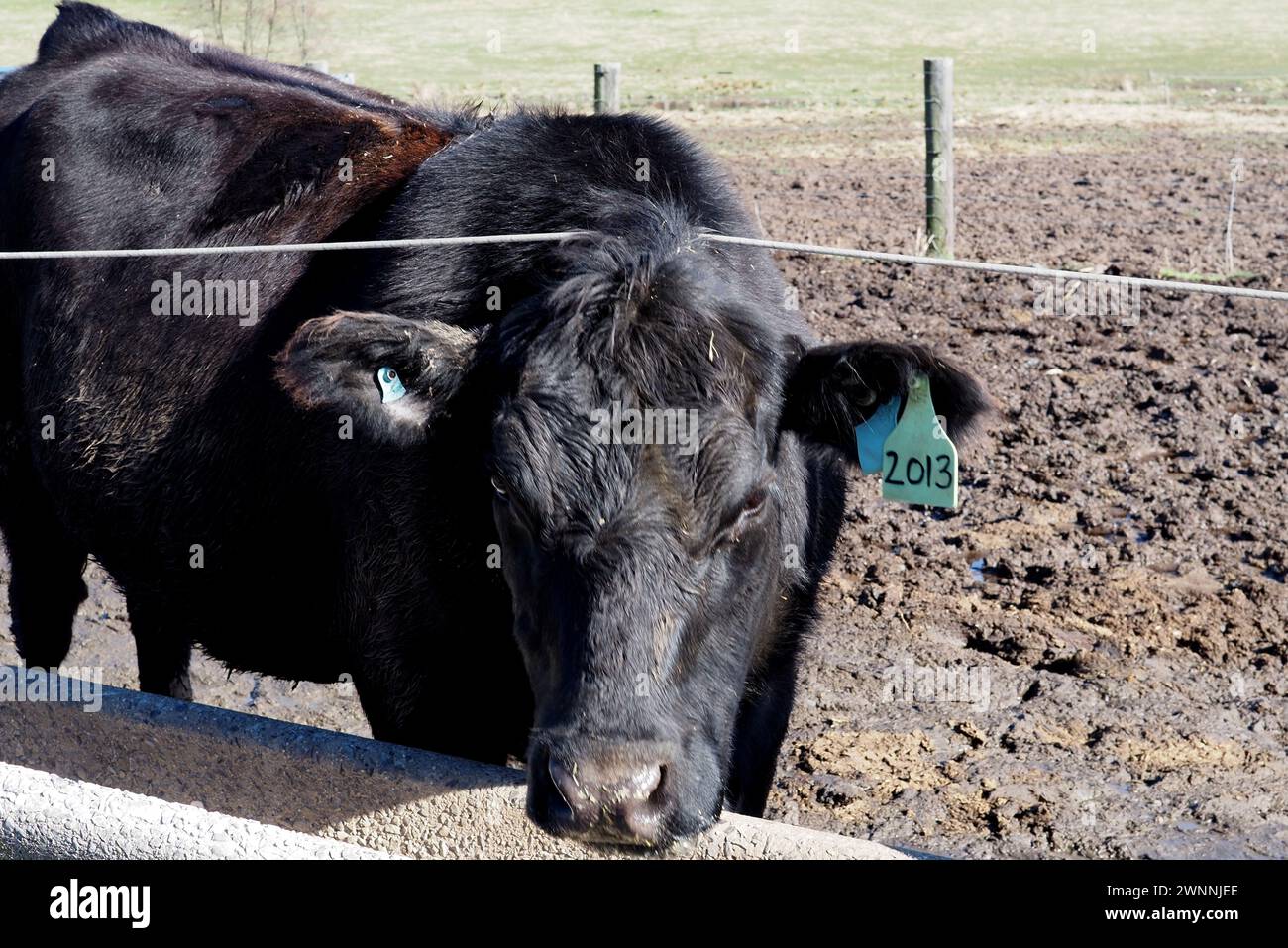 A sunny afternoon at the farm Stock Photo - Alamy