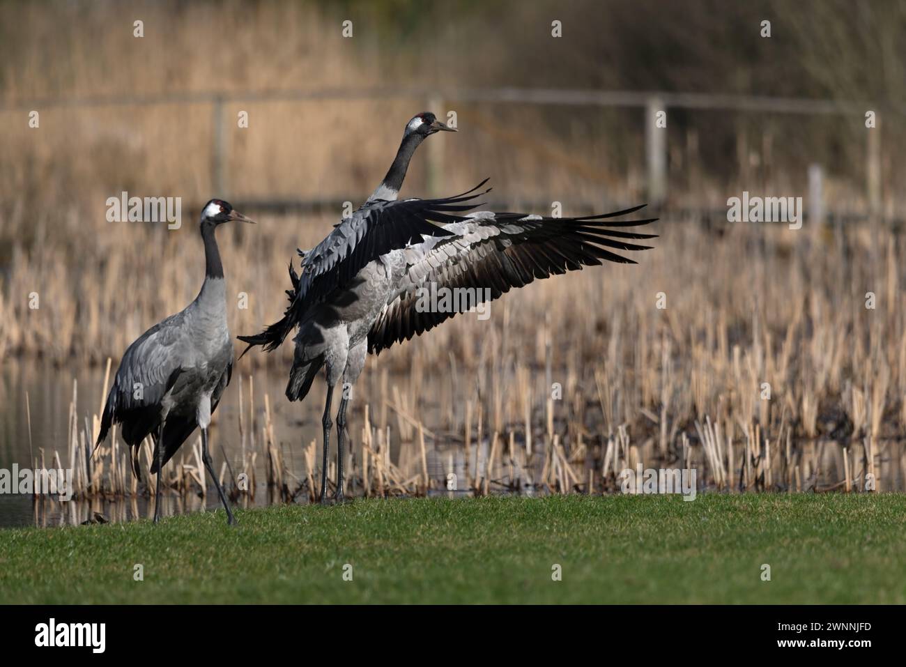 A pair of crane birds standing on green grass at the pond - male bird ...