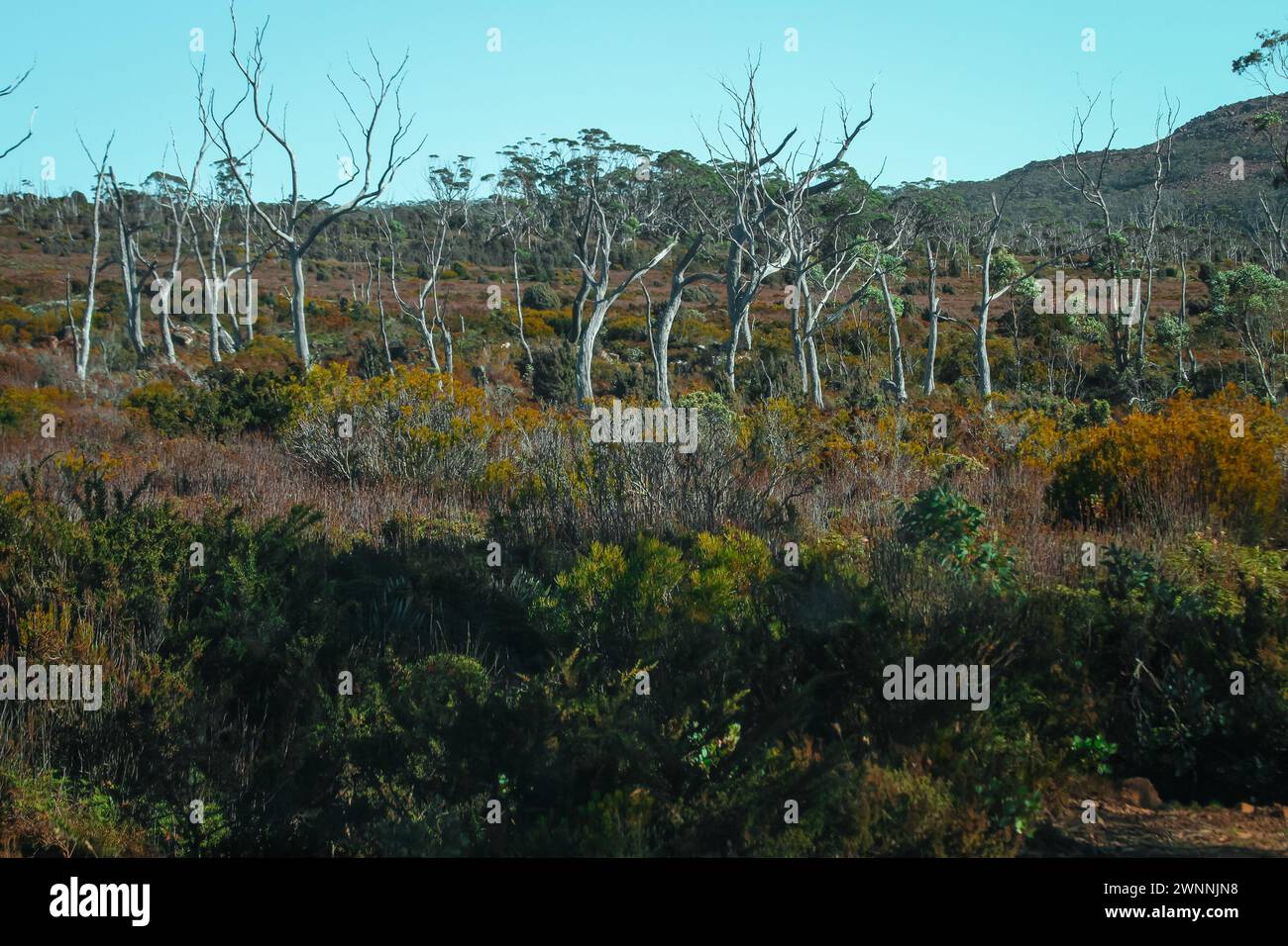 Typical high altitude terrain and vegetation at Mount Field national ...