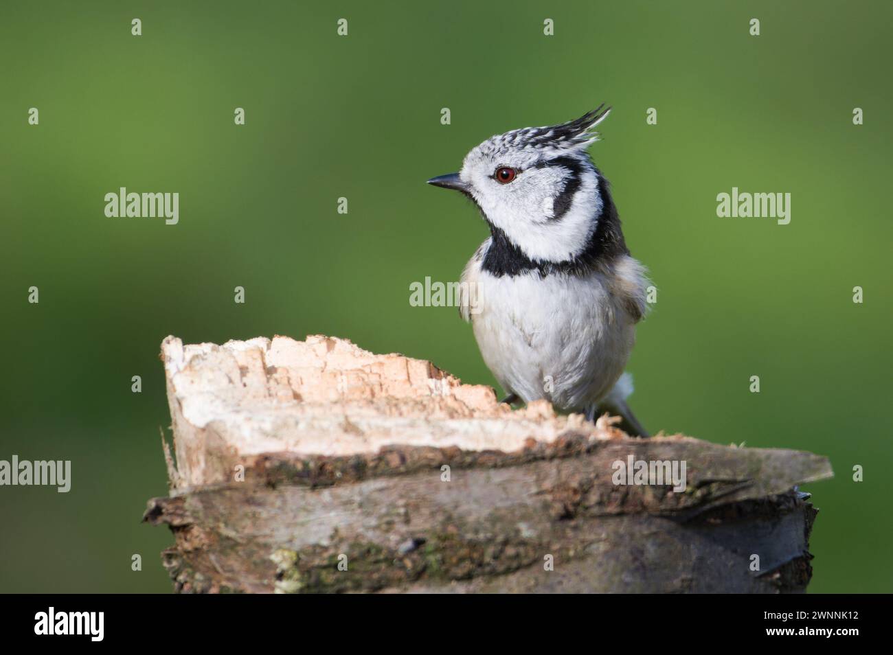 Lophophanes cristatus aka Crested tit on dry log. Small bird with ...