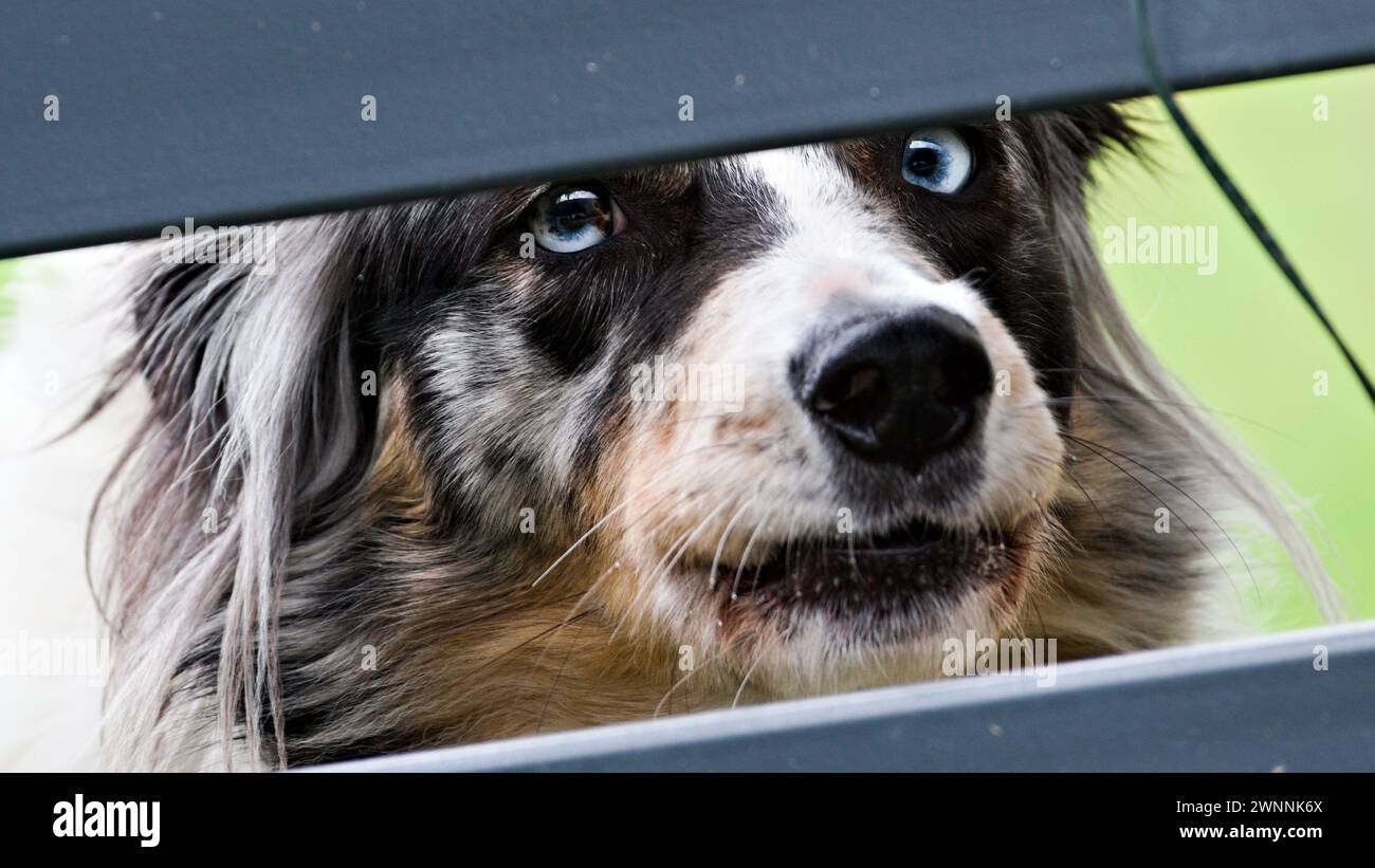 Sad animal eyes hi-res stock photography and images - Alamy