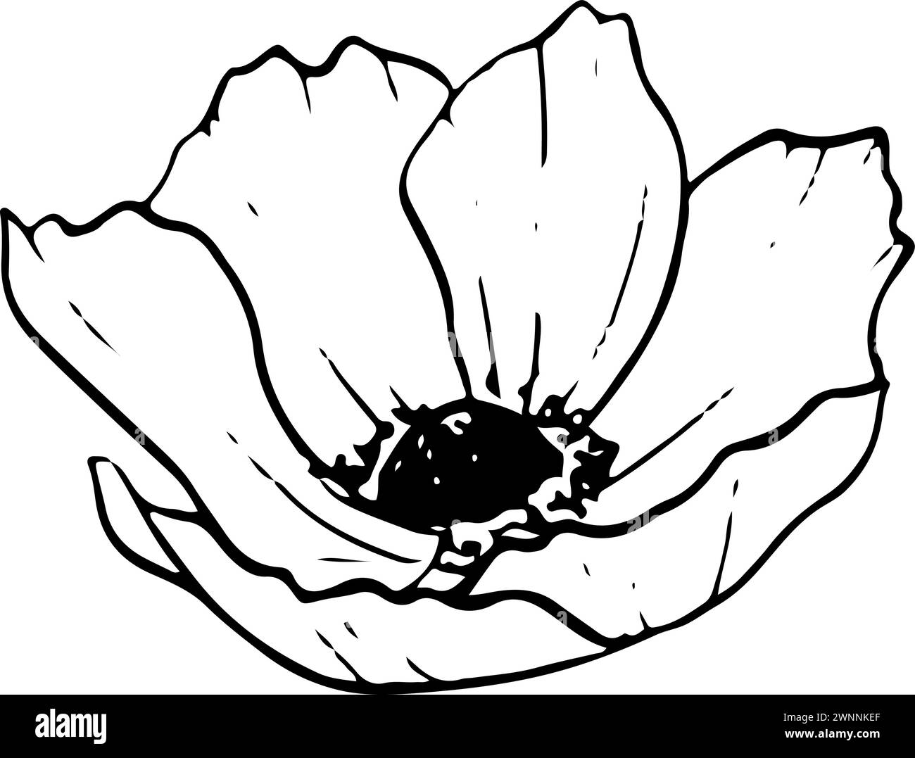 Field poppy anemone, black white line flower Stock Vector Image & Art ...