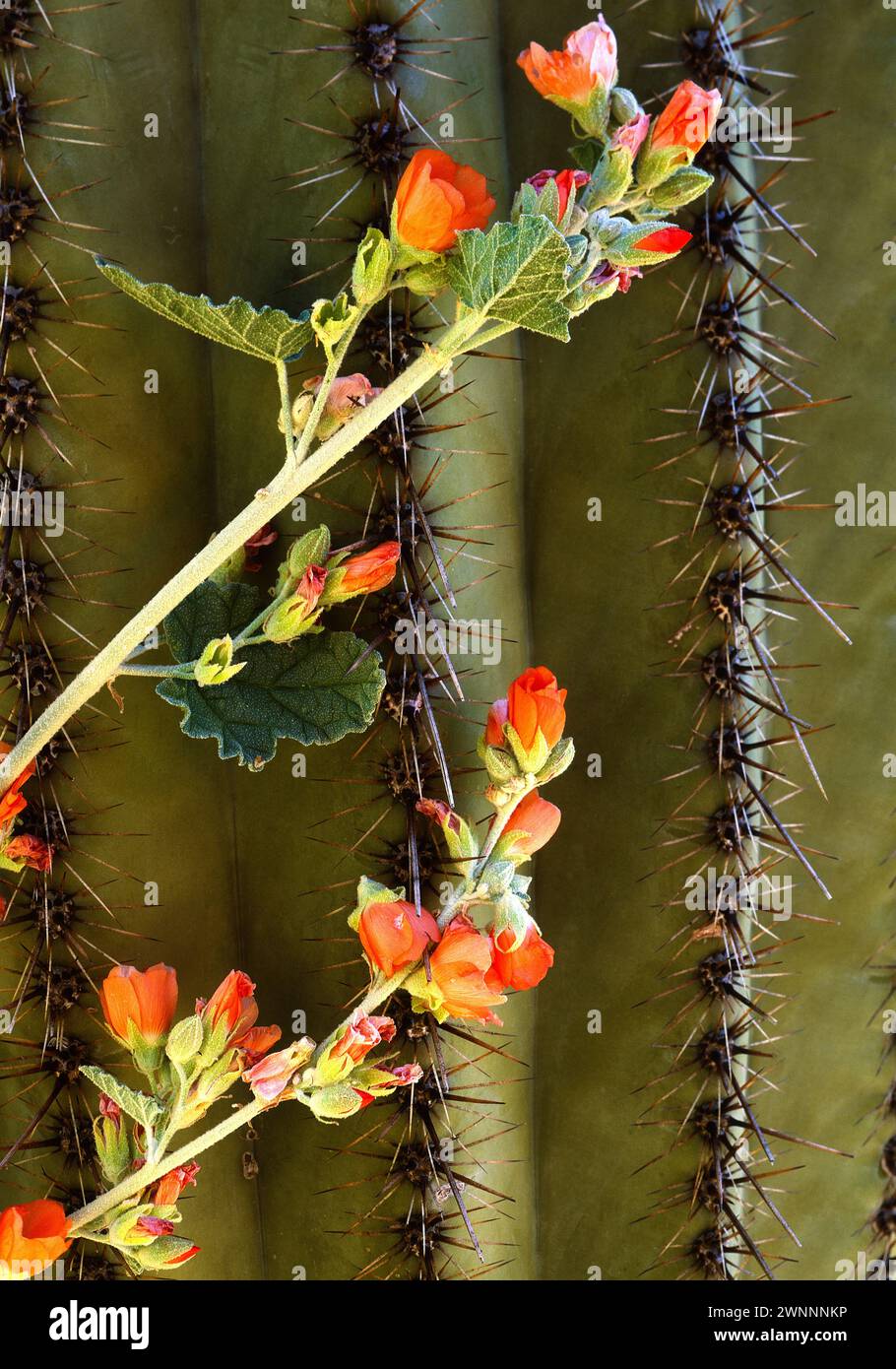 Spear globemallow hi-res stock photography and images - Alamy