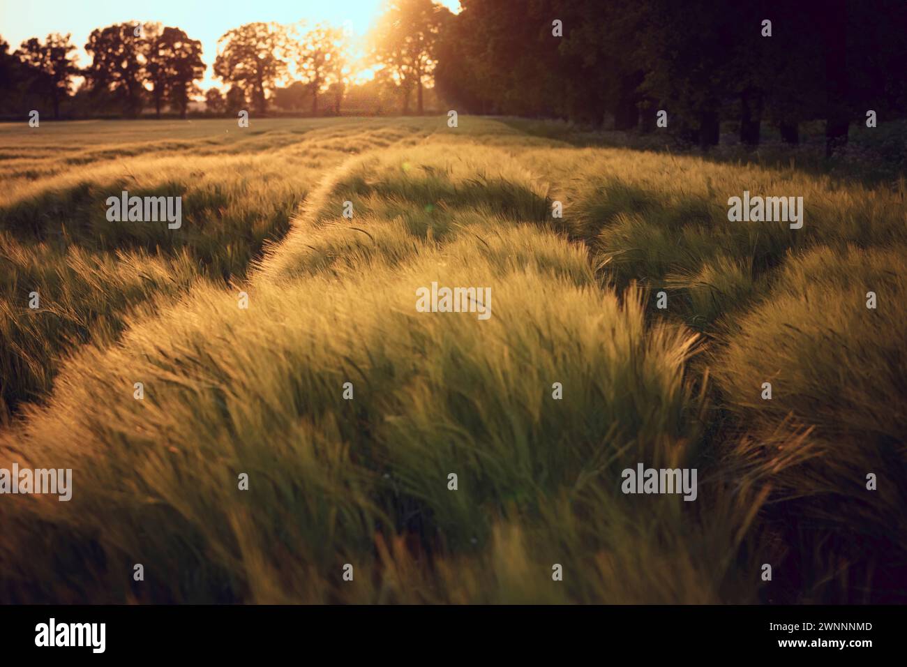 Fields of gold Wheat with waving grain in the the golden sunlight Stock Photo - Alamy